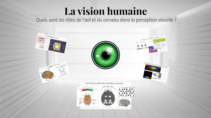 La vision humaine by Selma Benmoussa on Prezi