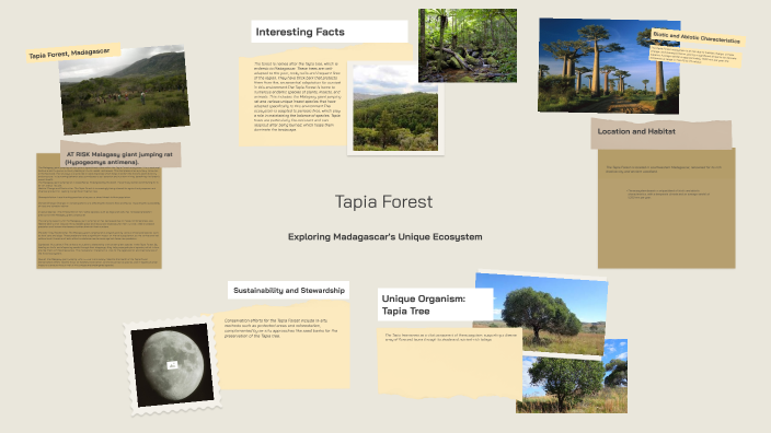 Tapia Forest, Madagascar by Braysyn Delion on Prezi
