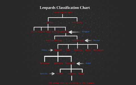 Leopards Classification Chart by Simardeep Kullar