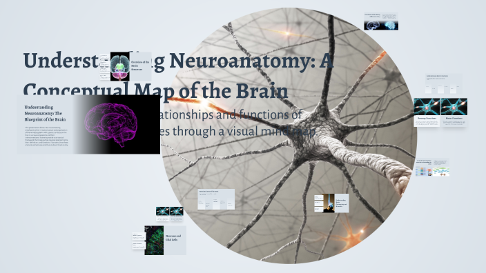 Understanding Neuroanatomy: A Conceptual Map of the Brain by Narayani ...