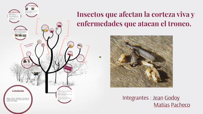 Insectos que afectan la corteza viva y enfermedades que atac by matias ...