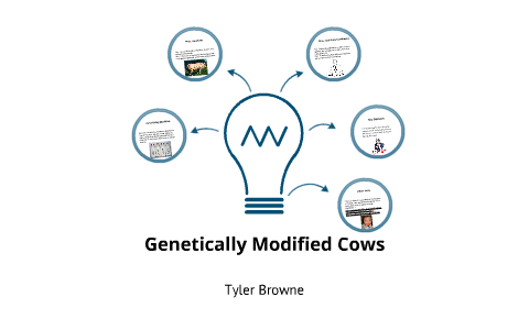 Genetically Modified Cows by Tyler Browne on Prezi