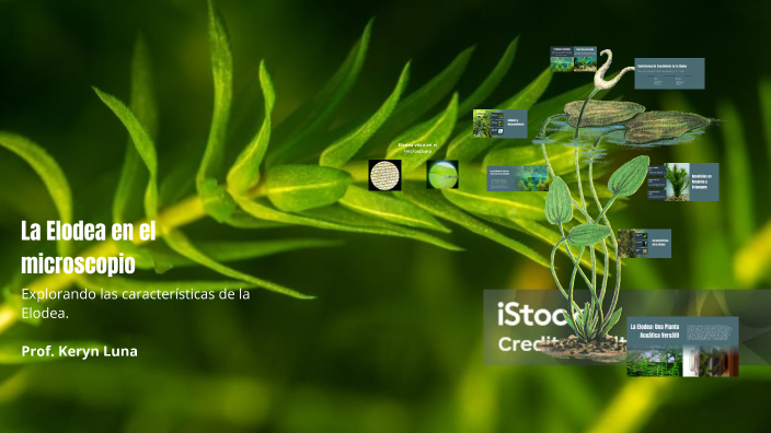 La Elodea: Planta Acuática Esencial by on Prezi