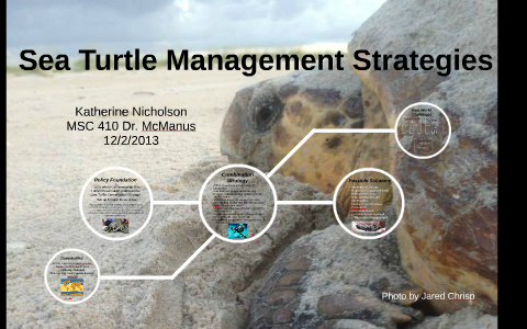 Sea Turtle Management Strategies by Katherine Nicholson on Prezi