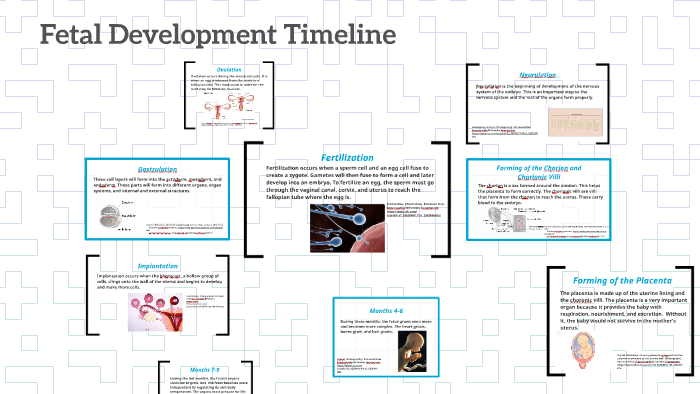 Fetal Development Timeline by Sydney Wade on Prezi