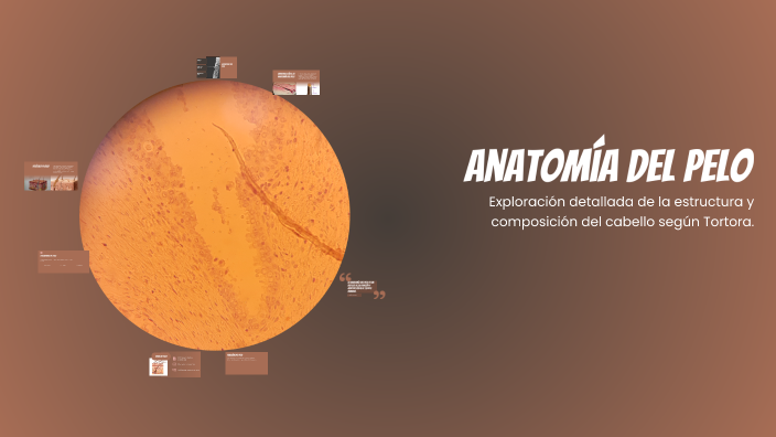 Anatomía del Pelo by Stefania Amaguaya on Prezi