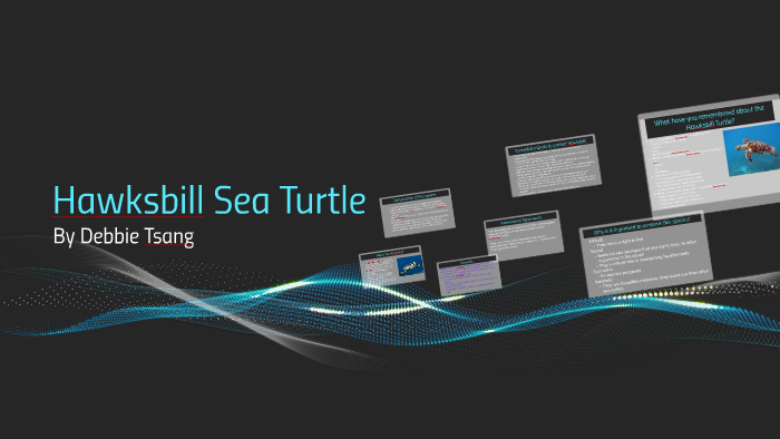 Hawksbill Sea Turtle by Debbie Tsang on Prezi