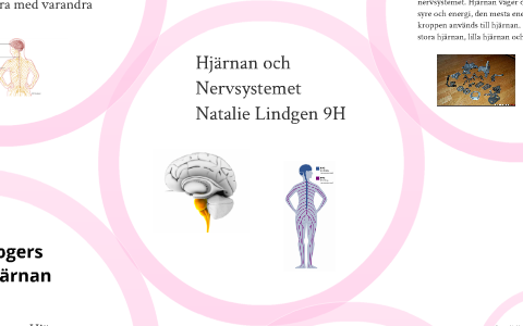 Hjärnan och nervsystemet by Natalie Lindgren on Prezi
