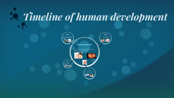 Timeline of human development by madalyn stapp