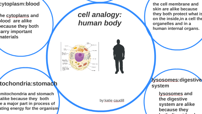 cell analogy human body by katie caudill on Prezi
