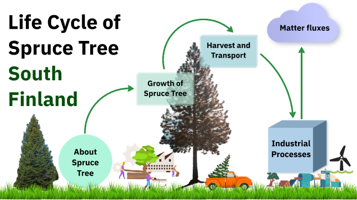 Life Cycle of Spruce Trees South Finland by Lynnii N on Prezi