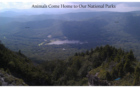 U1W3 Animals Come Home to Our National Parks by Tanji Coats on Prezi