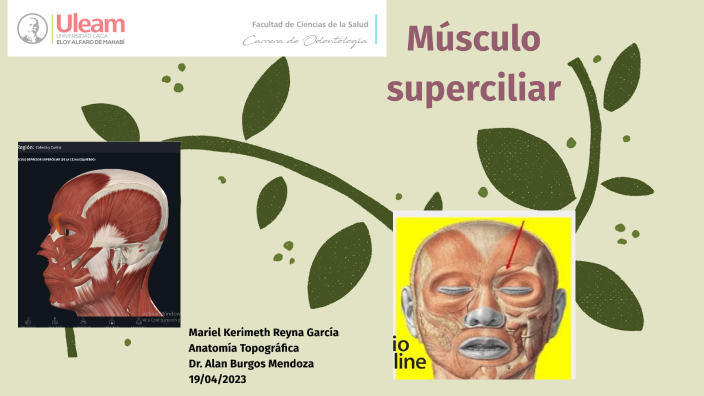 Músculo supercilial by Mariel Reyna Garcia on Prezi
