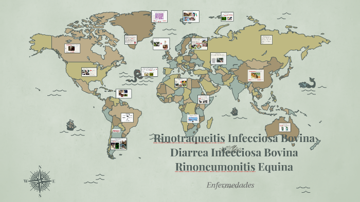 Rinotraqueitis Infecciosa Bovina by Gabriela Paz on Prezi Rinotraqueitis Infecciosa Bovina by Gabriela Paz on Prezi