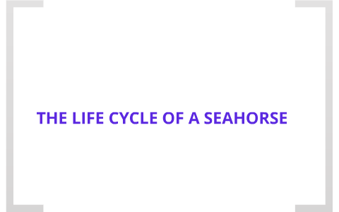 The Life Cycle Of A Seahorse by Ava T on Prezi