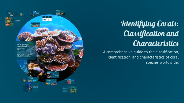 Identifying Corals: Classification and Characteristics by Conny ...