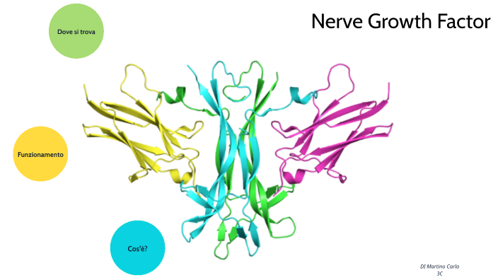 Nerve Growth Factory by Carla Di Martino on Prezi