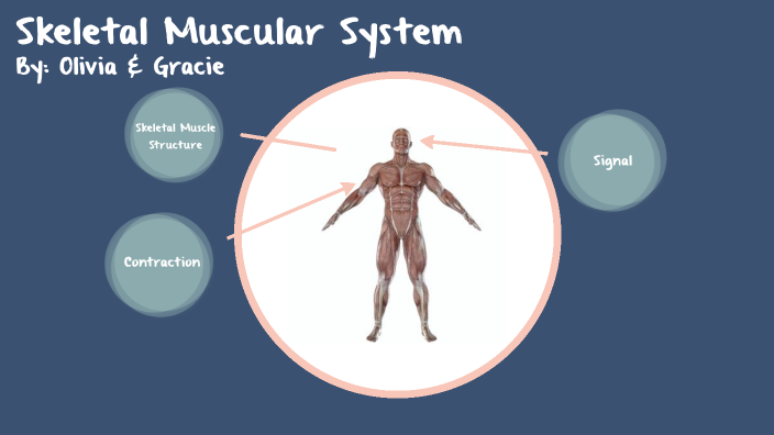 Skeletal Muscular System by Olivia Sopha on Prezi