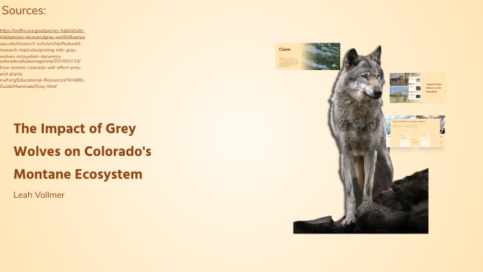 The Impact of Grey Wolves on Colorado's Montane Ecosystem by Leah ...