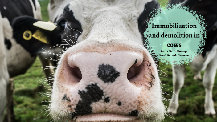 immobilization and demolition of animals by Sara Hurtado on Prezi