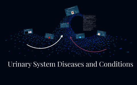 Urinary System Diseases and Conditions by Sarah H on Prezi