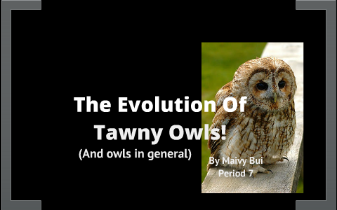 Evolution Of Tawny Owls by Maivy Bui on Prezi