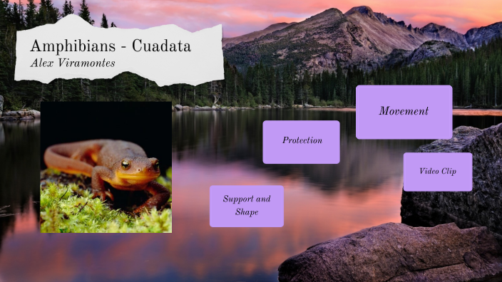 Amphibians-Caudata by Alex Viramontes on Prezi