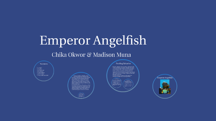 Emperor Angelfish by Madison Muna on Prezi