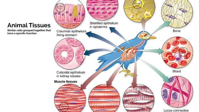 C3.4 Animal Tissues by Shaun Brunson on Prezi