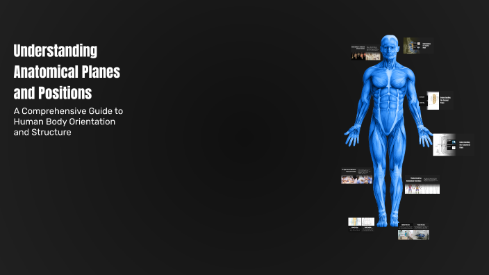 Understanding Anatomical Planes and Positions by Learn with Tayyab on Prezi