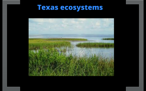 Texas ecosystems by Dayana Sandoval