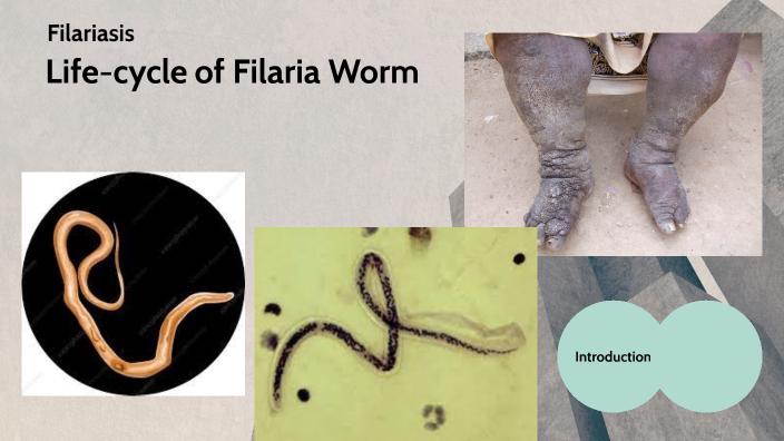 Life-cycle of filarial worm by Janaka Ruben on Prezi
