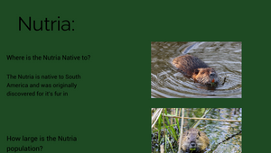 Nutria Invasive Species Infographic by Brooke Apu on Prezi Design