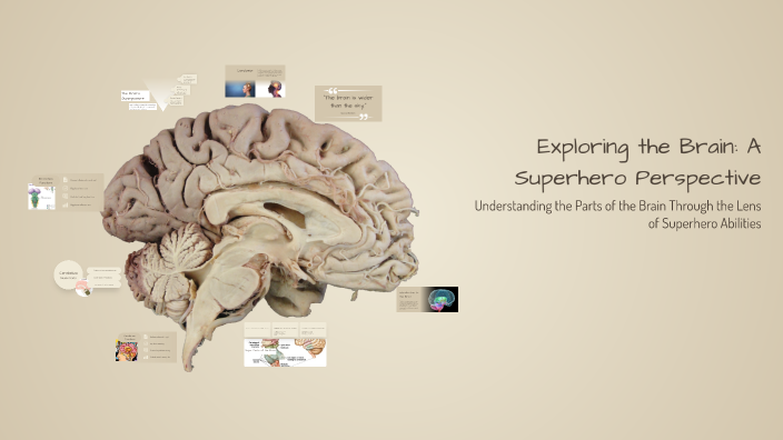 Exploring the Brain: A Superhero Perspective by Sydney Czerniak on Prezi