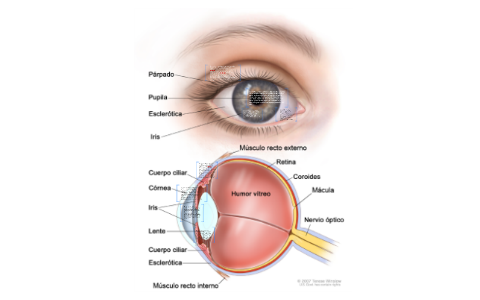 El párpado es un pliegue de piel par y músculo-mucoso móvil by Carlos ...