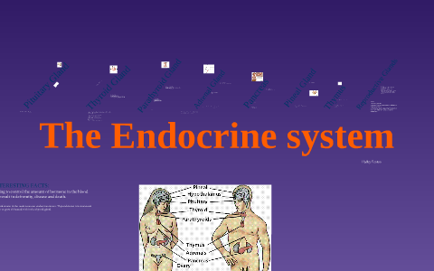 Endocrine system by Hailey Fenton on Prezi