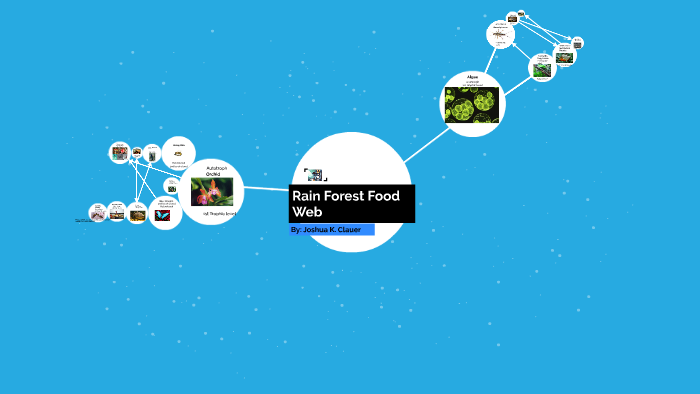 Rain Forest Food Web by Joshua Clauer