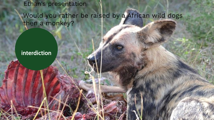 Ethan's Presentation by Ethan Callahan on Prezi