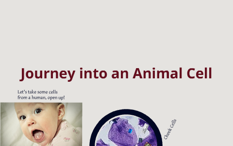 Journey into an Animal Cell by Miss McPhelin on Prezi