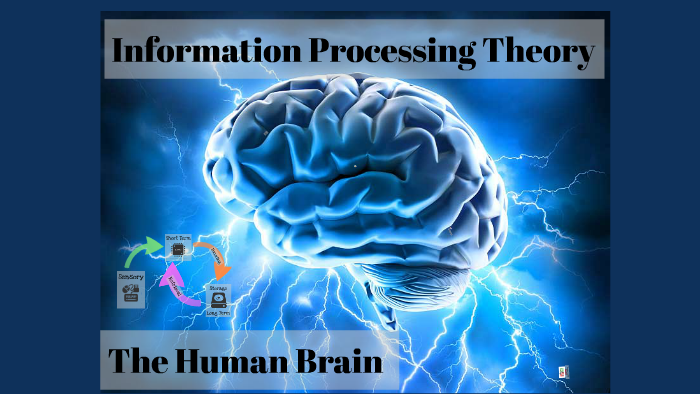 Human Brain (Information Process Theory) by Cool Kid on Prezi