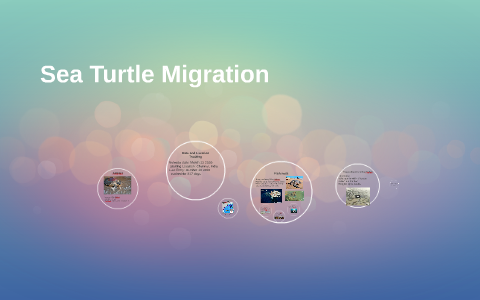 Sea Turtle Migration by on Prezi