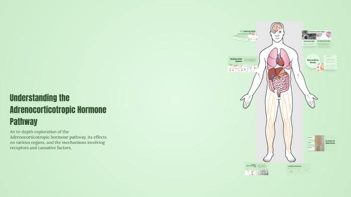 Understanding the Adrenocorticotropic Hormone Pathway by Kaitlin Dinkle ...