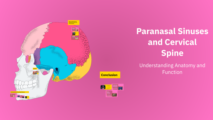 Paranasal Sinuses and Cervical Spine by Nivedetha V on Prezi