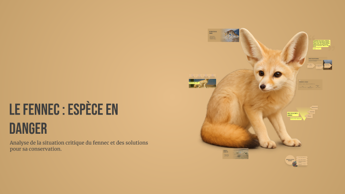 Le Fennec : Espèce en Danger by valentin wynen on Prezi