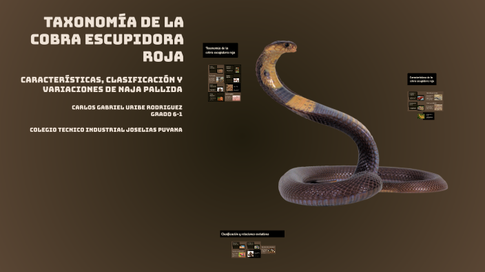 TAXONOMÍA DE LA COBRA ESCUPIDORA ROJA by eduar carvajal on Prezi