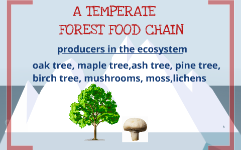 A TEMPERATE FOREST FOOD CHAIN by Cole Horton on Prezi