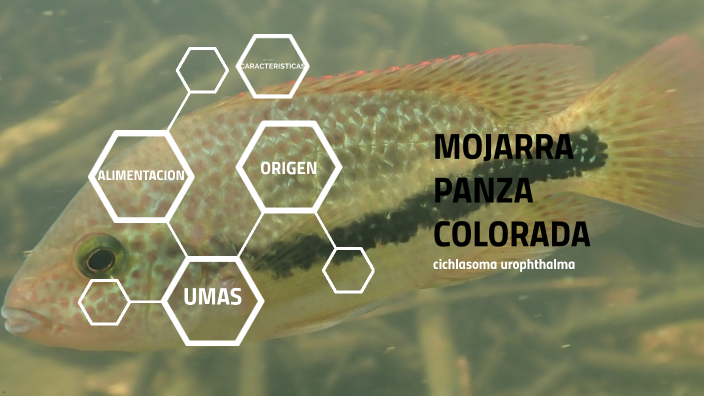 MOJARRA PANZA COLORADA NAMING AND FORMULA WRITING by Jennifer Albores ...