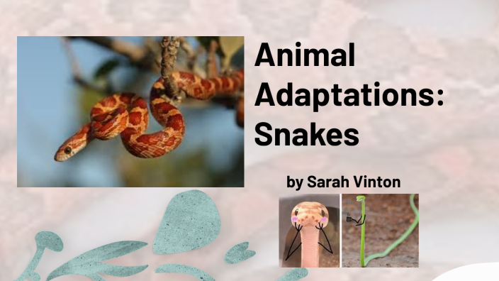 Animal Adaptations: Snakes by Sarah Vinton on Prezi
