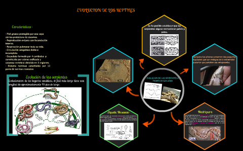 EVOLUCION DE LOS REPTILES by on Prezi