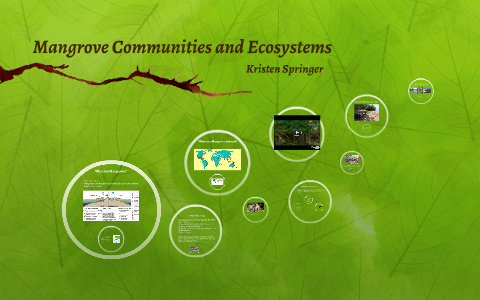 Mangrove Communities and Ecosystems by Kristen Springer on Prezi